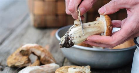 5 секретів як правильно чистити гриби Ivona Ua