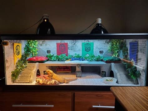 Pin By Sammi Myers On Bearded Dragon Bearded Dragon Terrarium