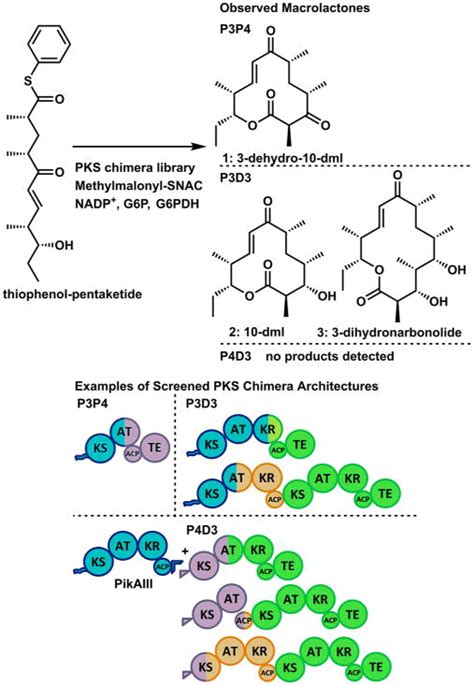 Evolution Of Efficient Modular Polyketide Synthases By Homologous Recombination Pmc