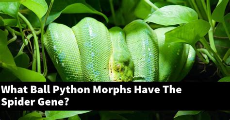 what ball python morphs have the spider gene my reptile blog