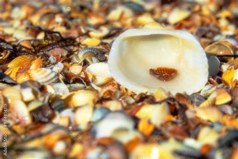 Foto De Stock Ancient Mollusk From Cretaceous Period Shell Background In Center Is Shell Of