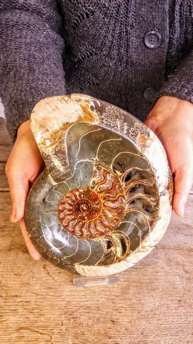 Massive Ammonite Fossil Cleoniceras 20×17×5 Cm Catawiki