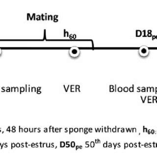 Estrus Synchronization Protocol And Parameters Monitored During And Download Scientific