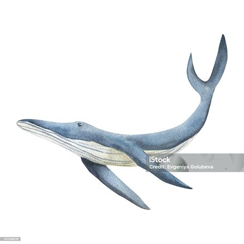푸른 고래 수채화 그림입니다 손으로 그린 고립 된 심해 물고기 긴 꼬리를 먹는 바다 거인 플랑크톤 클립 아트 카드 포스터 해양 수족관 초대장 브로셔 디자인 거북이에 대한