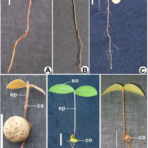 Seedlings Of Calycorectes Psidiiflorus A Eugenia Blastantha B Download Scientific