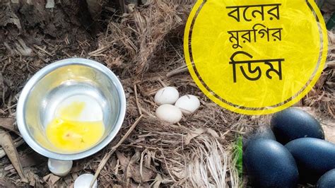 বনের মুরগির ডিম Youtube