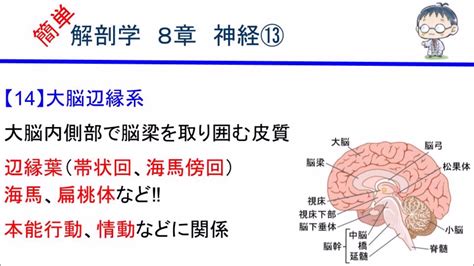 簡単解剖学 8章 神経⑬ 大脳辺縁系 Youtube