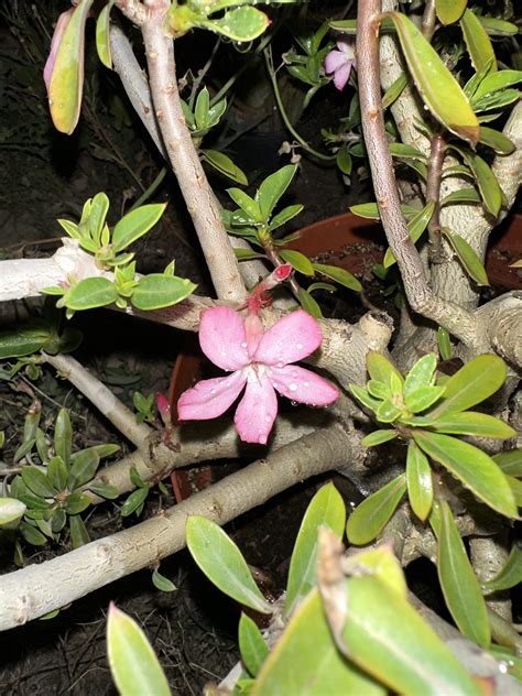 Identification For Adenium Variety R Adenium