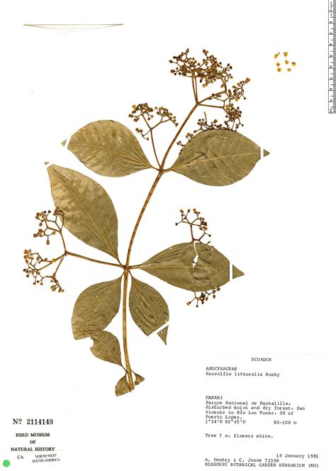 Rauvolfia Littoralis Rapid Reference The Field Museum