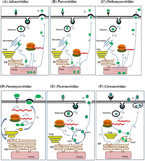 Diagrammatic Representation Of The Life Cycles Of The Viruses Causing