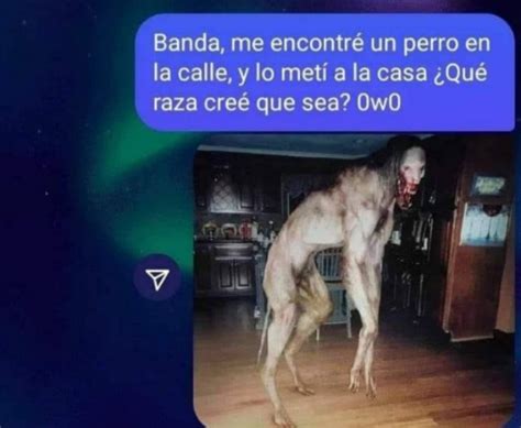 Eso No Es Un Perro Meme Subido Por Krettoelgatopendejo Memedroid