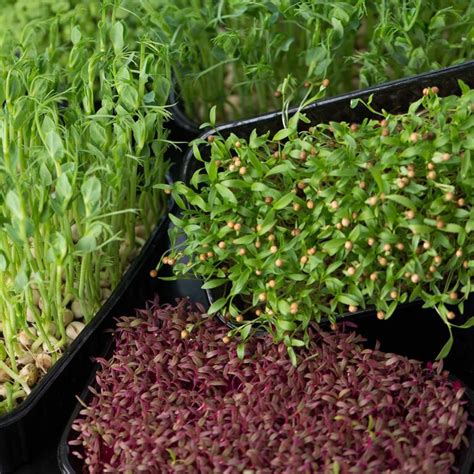 Celtuce Aka Asparagus Lettuce Benefits And Ways To Eat It