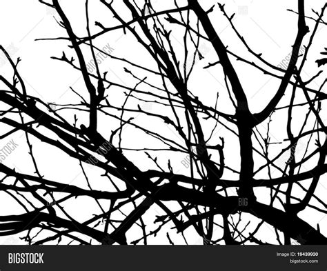 Tree Branch Vector Vector Photo Free Trial Bigstock