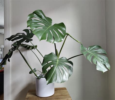 Monstera What To Do With Leggy Growth House Plant Journal