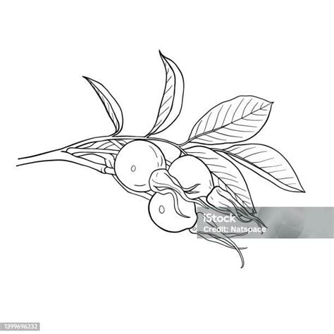 로즈힙 베리 스케치 브리어 베리 가지 손으로 그린 벡터 일러스트레이션 로즈힙에 대한 스톡 벡터 아트 및 기타 이미지 로즈힙 그리기 로고 Istock