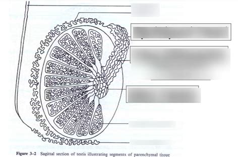 Anatomy Of The Testis Anatomy Drawing Diagram Hot Sex Picture My Xxx Hot Girl