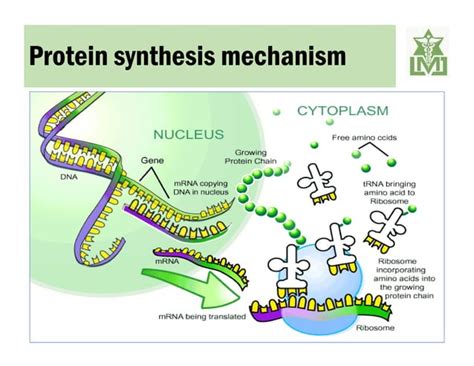 Antimicrobial Agents Protein Synthesis Inhibitors And Dna Gyrase