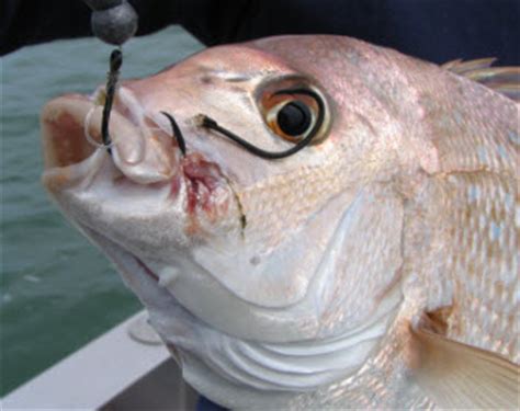 Snapper Secrets How To Catch Them The Fishing Website