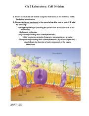 Comprehensive Study Guide On Cell Division Lab Course Hero