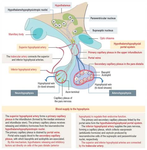 Neuroendocrine System Clinical Gate