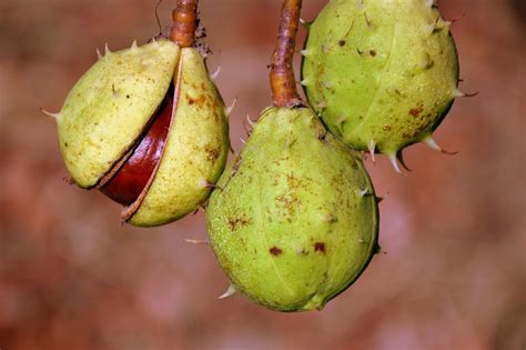 Фрукт с шипами 90 фото НА ДАЧЕ ФОТО