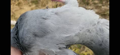 비둘기 잡아다가 깨끗한가 확인하는 유튜버 인스티즈 Instiz 이슈 카테고리