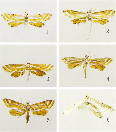 6 Adults 1 E Curvula Sp N Female 2 E Curvula Sp N Male