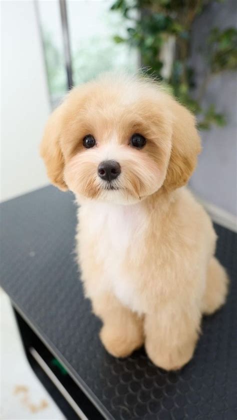 Discover 50 Maltipoo Haircut And Dog Haircuts Ideas In 2025 Dog