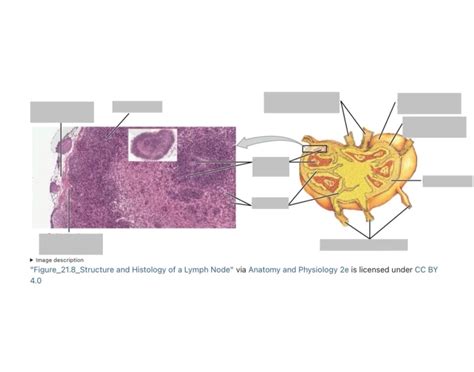 Structure And Histology Of A Lymph Node Quiz