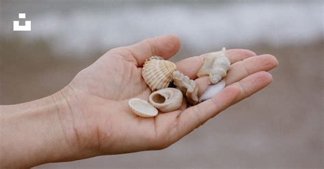 손에 조개껍데기를 들고 있는 사람 사진 Unsplash의 무료 회색 이미지