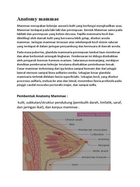 Anatomy Mamma Pdf