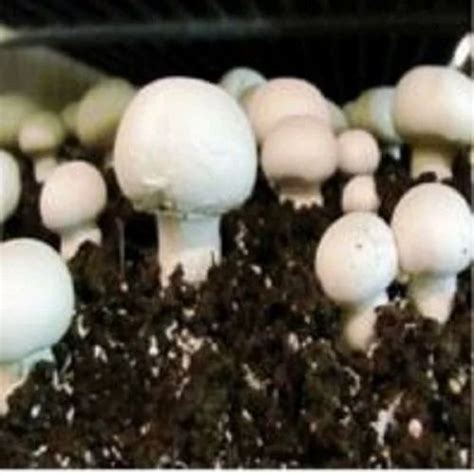 Button Mushroom Spawn Manufacturers And Suppliers In India