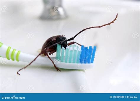 Cockroach On Toothbrushcontagion The Disease Plaguehealthyhome