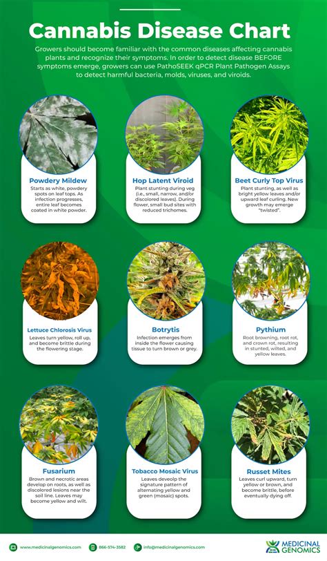 Identifying Cannabis Diseases Visual Chart Guide