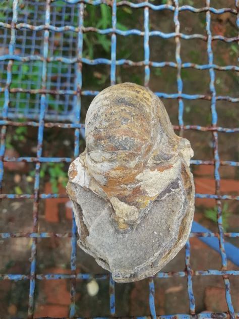 Nautilus Fossils No Idea Where They Were Found Bought From An Estate