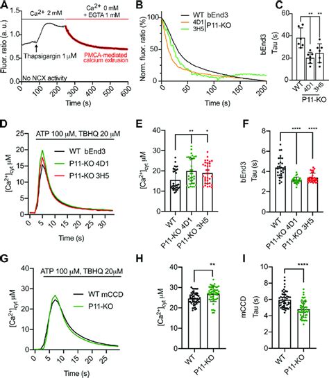Pmca Mediated Calcium Extrusion Is Enhanced In Pdzd11 Ko Bend 3 And Download Scientific Diagram