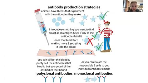 Polyclonal Vs Monoclonal Antibody