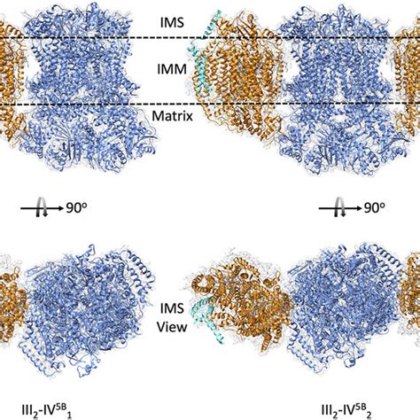 Cryo Em Maps And Fitted Models Of The Iii 2 Iv 5b 1 And Iii 2 Iv 5b 2