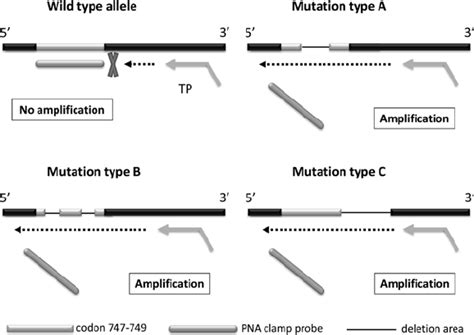 Principle Of Pna Clamp Smartamp2 For Detection Of Egfr Exon 19 Download Scientific Diagram