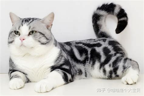 还有人把美短认成狸花猫八招带你识别 知乎