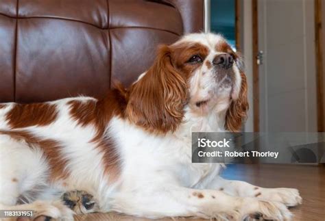 단 한 번의 고립된 블레넘 카발리에 킹 찰스 스패니얼의 클로즈업 프로필 샷 가축에 대한 스톡 사진 및 기타 이미지 가축 갈색 강아지 개 Istock