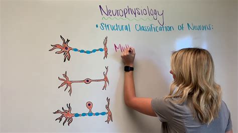 Student Review Chapter 11 Fundamentals Of The Nervous System YouTube