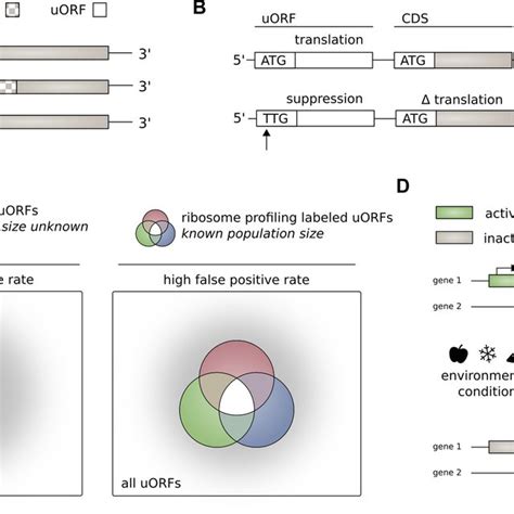 A Structure Of Upstream Open Reading Frames The Stop Codon Of An Download Scientific Diagram