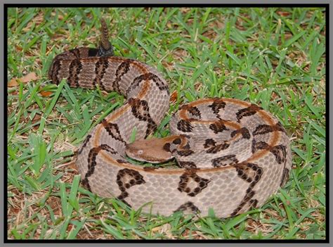 Canebrake Rattlesnake Florida Backyard Snakes