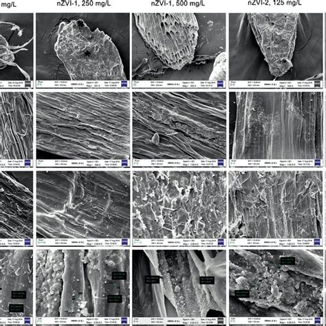 Scanning Electron Micrographs Zeiss Evo Ma 10 Carl Zeiss Pvt Ltd