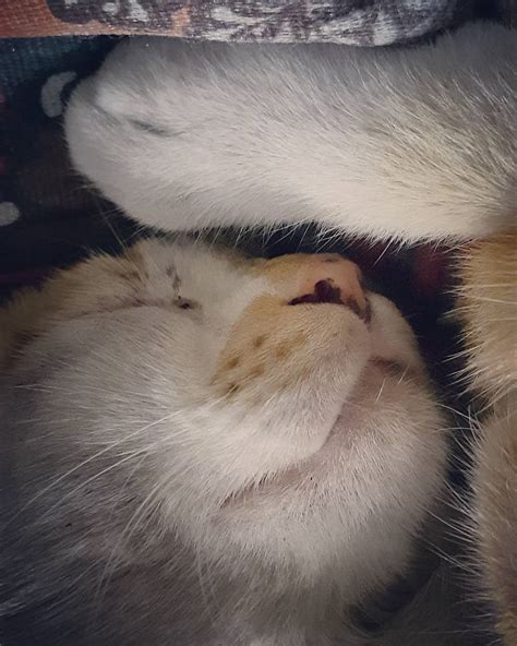 sean 🐈 instagram