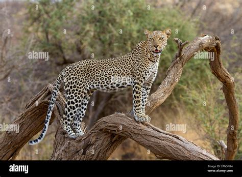 African Leopard Panthera Pardus Pardus Adult Standing In Dead Tree