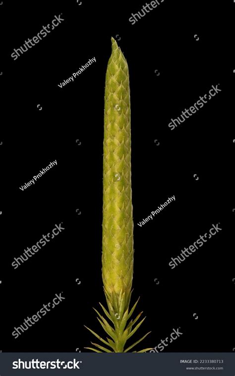 Lycopodium Strobilus