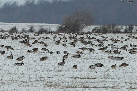 Migration Alert Waterfowl Are On The Move From Canada And The Great P