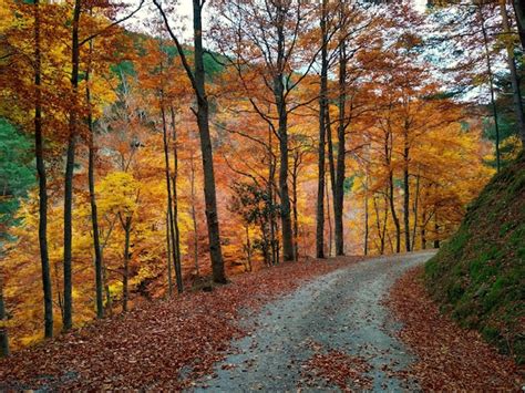 Premium Photo Road Amidst Trees During Autumn
